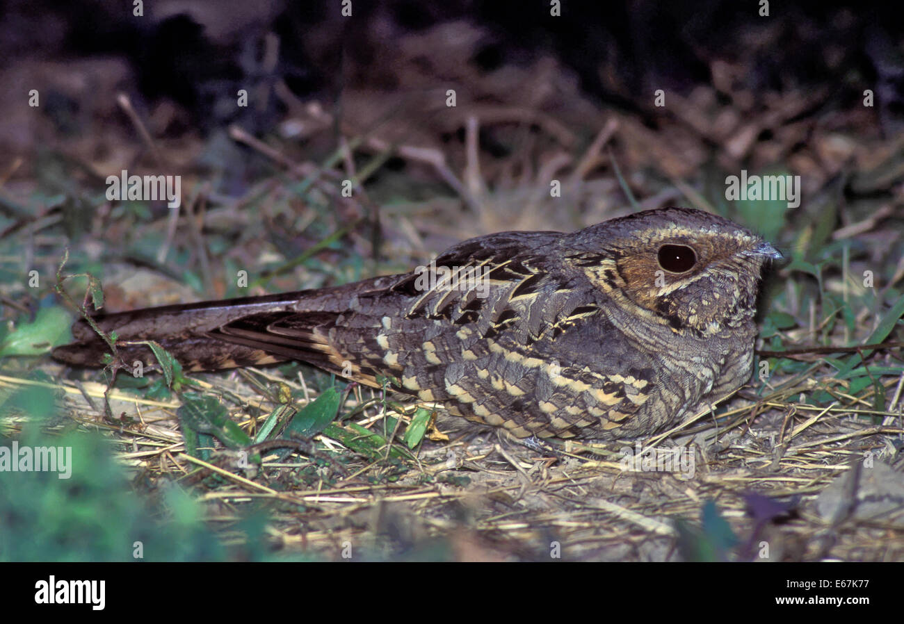 Common Pauraque - Nyctidromus albicollis Stock Photo - Alamy
