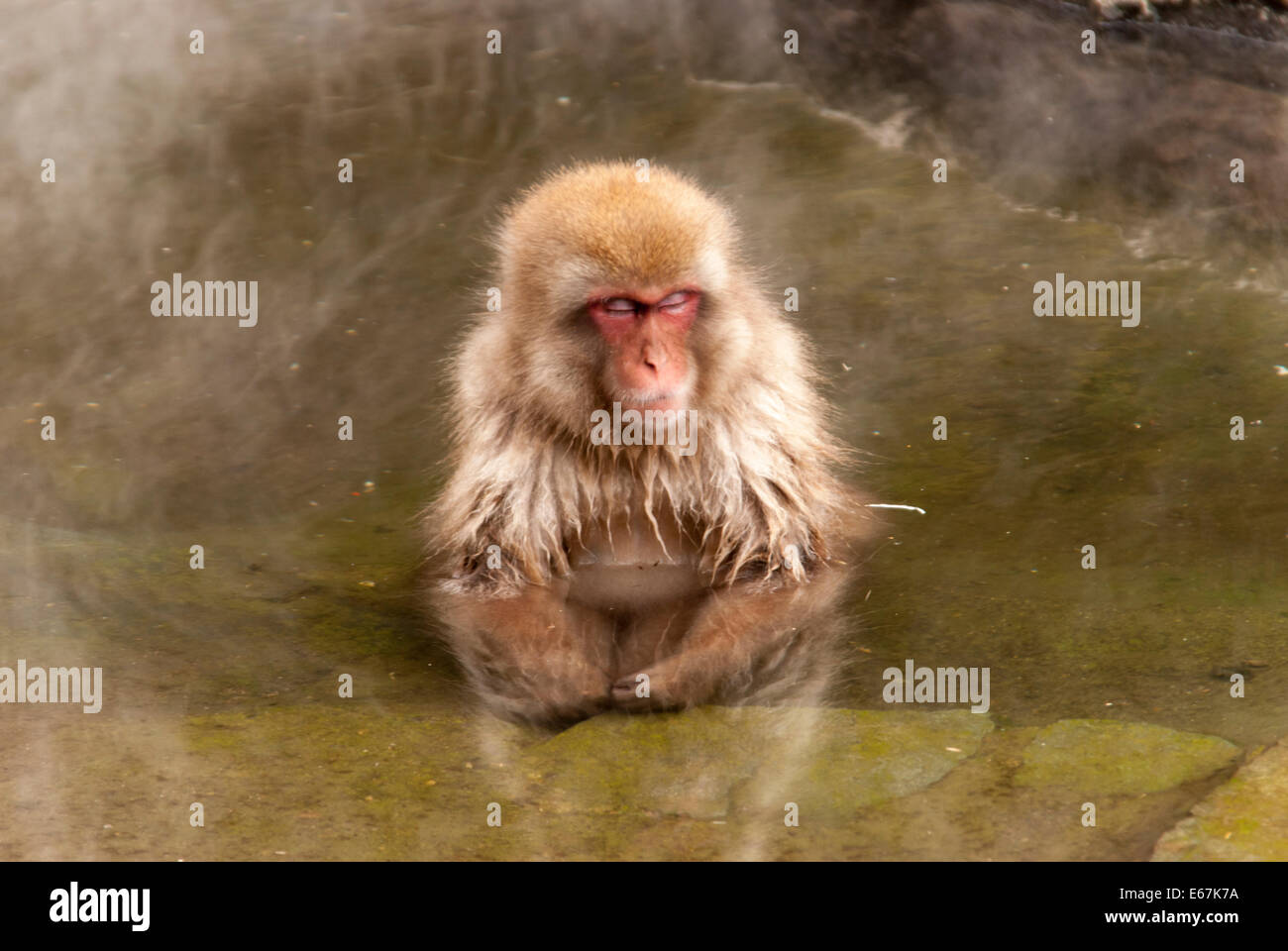 Japanese Snow Monkey at the monkey onsen Stock Photo - Alamy