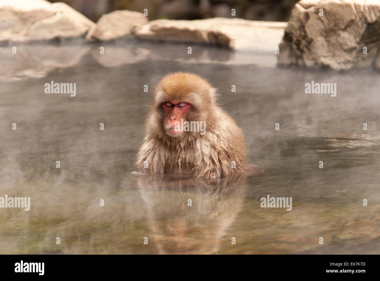 Wild Snow Monkey chilling out at the Onsen Stock Photo - Alamy