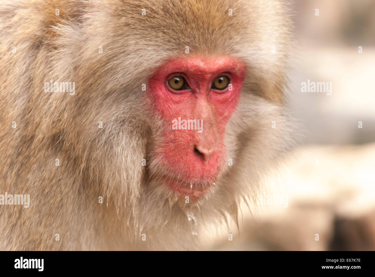Wild Snow Monkey chilling out at the Onsen Stock Photo - Alamy