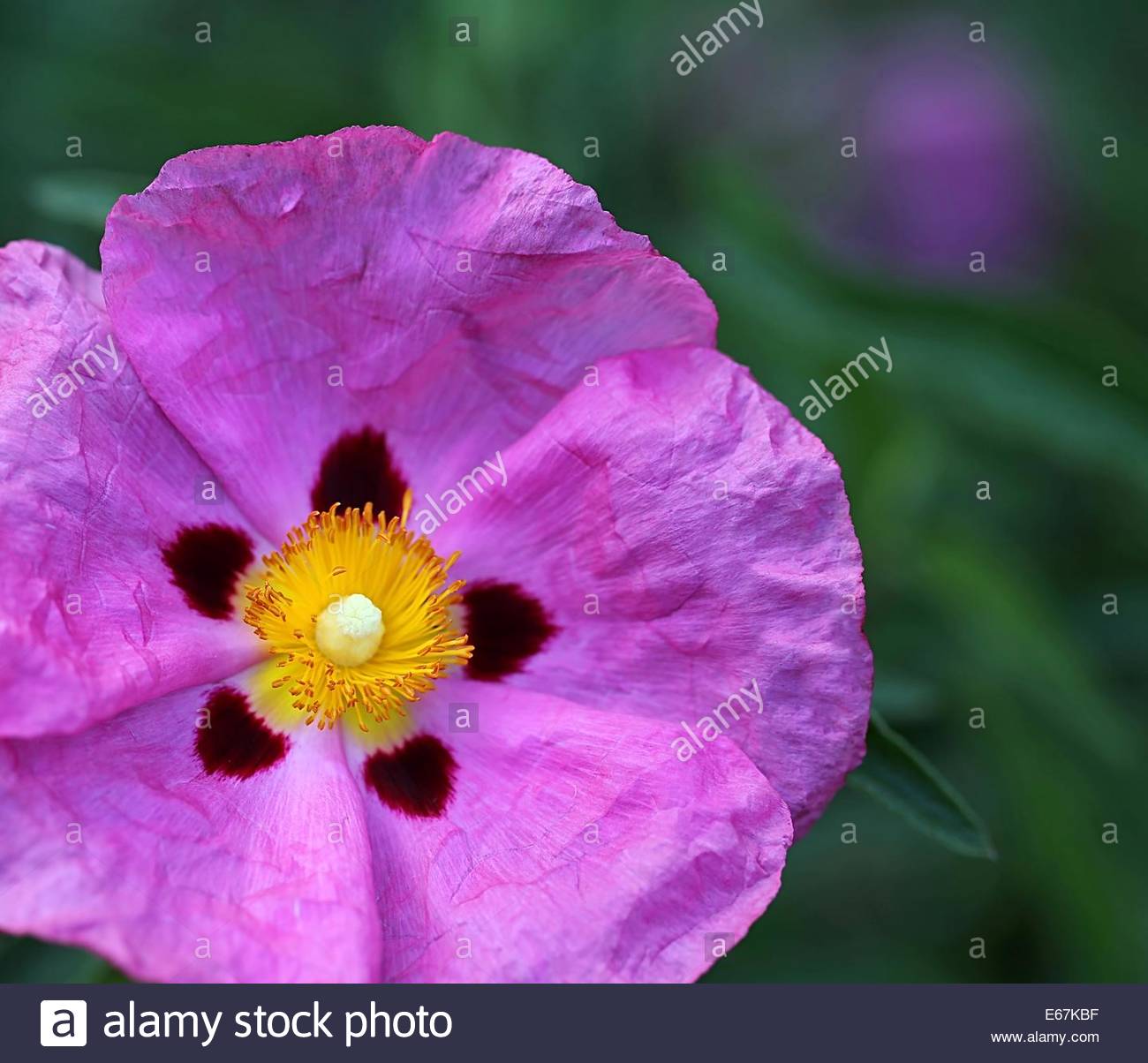 Rockrose macro hi-res stock photography and images - Alamy
