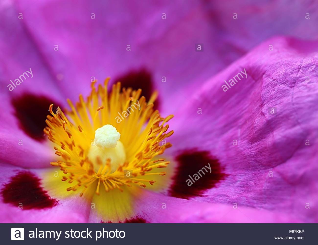 Rockrose macro hi-res stock photography and images - Alamy