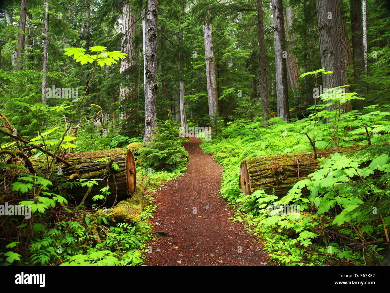 Forest trail in British Columbia Stock Photo - Alamy