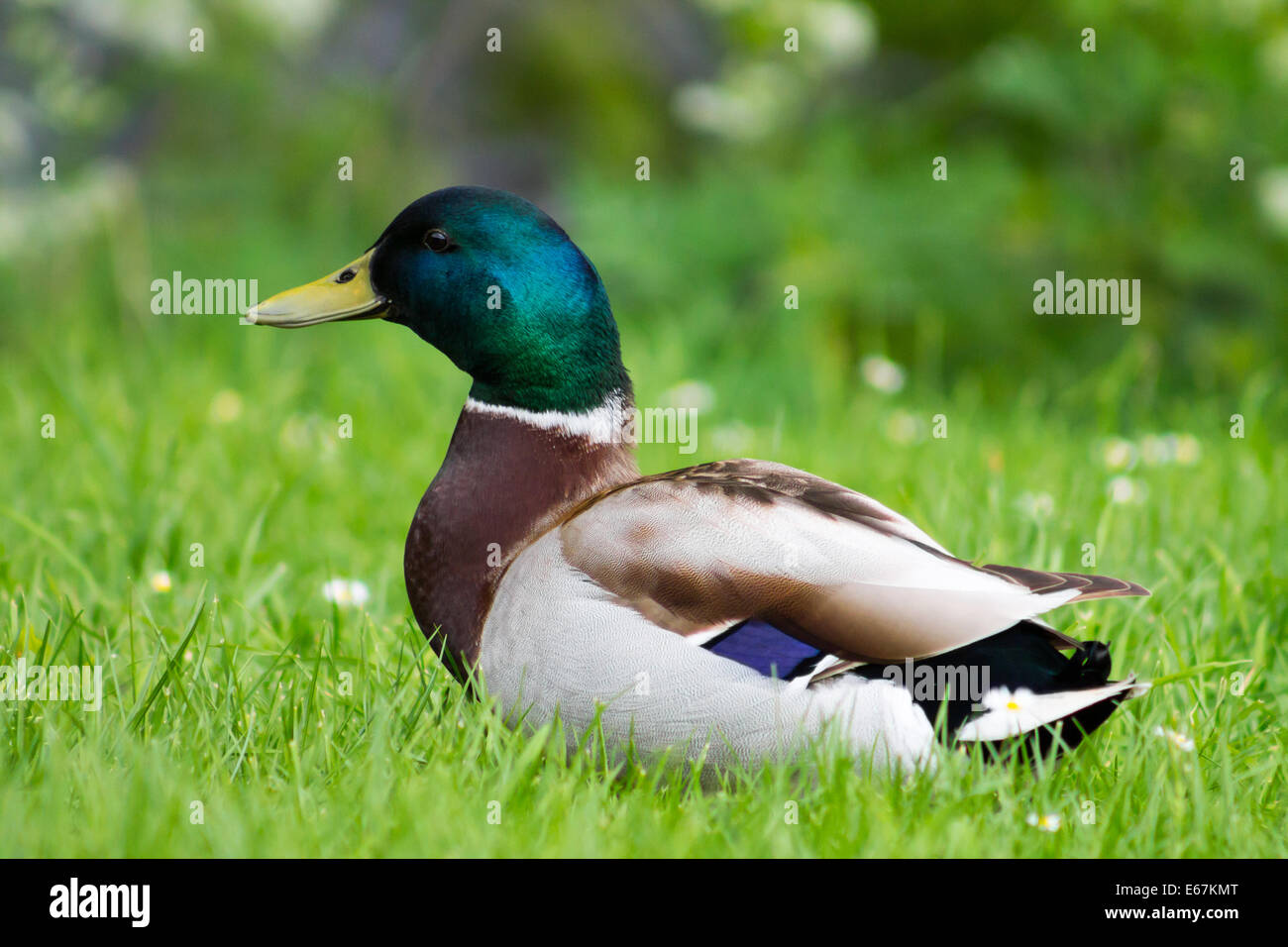 Drake standing on hi-res stock photography and images - Alamy