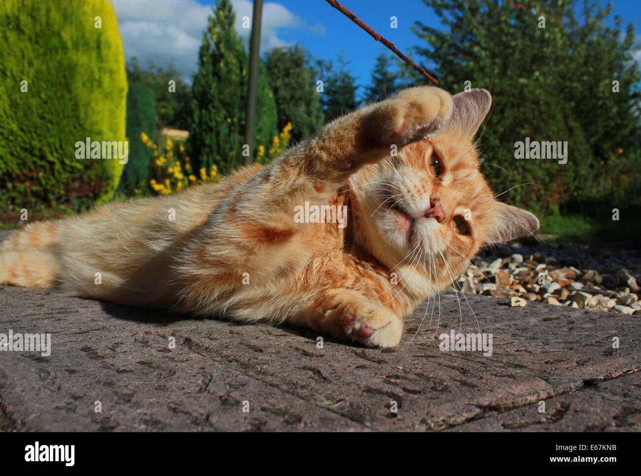 Ginger cat playing with a stick Stock Photo - Alamy