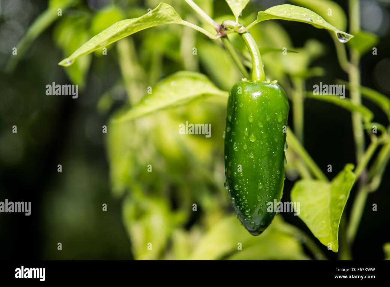 Jalapeño pepper hi-res stock photography and images - Alamy