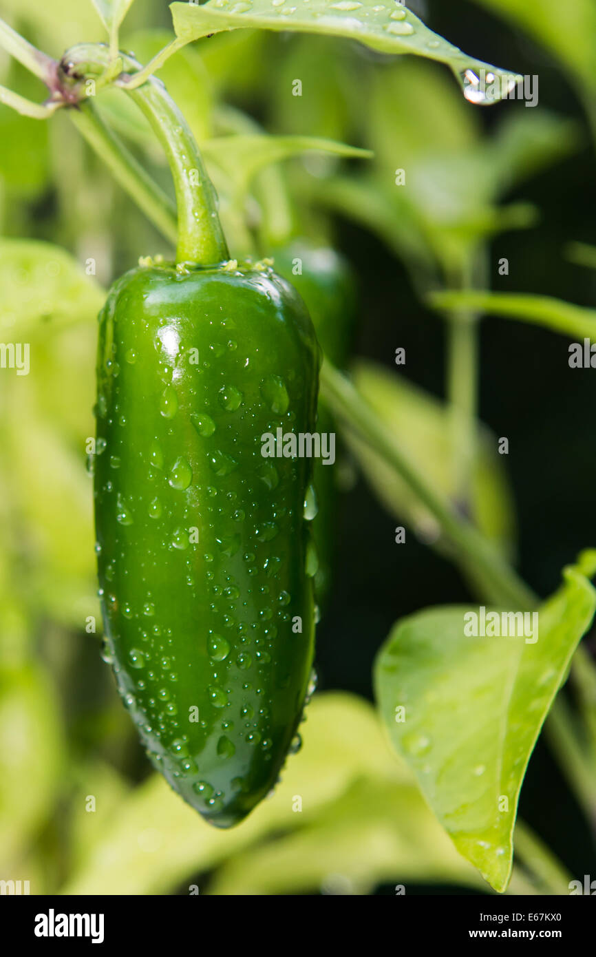 Jalapeño pepper hi-res stock photography and images - Alamy