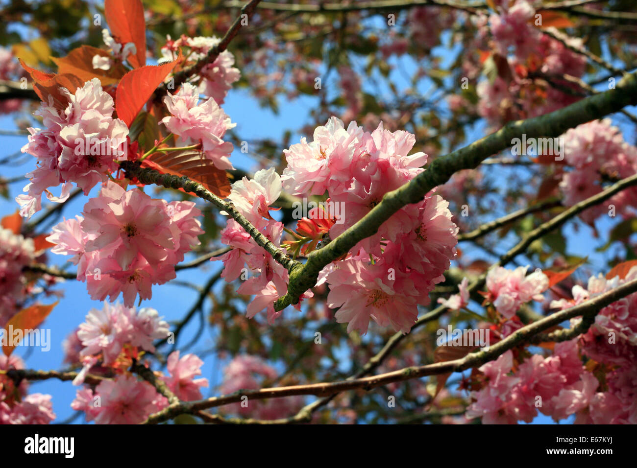 Cherry blossom in Hatch park, mersham le hatch, brabourne Lees, Ashford ...