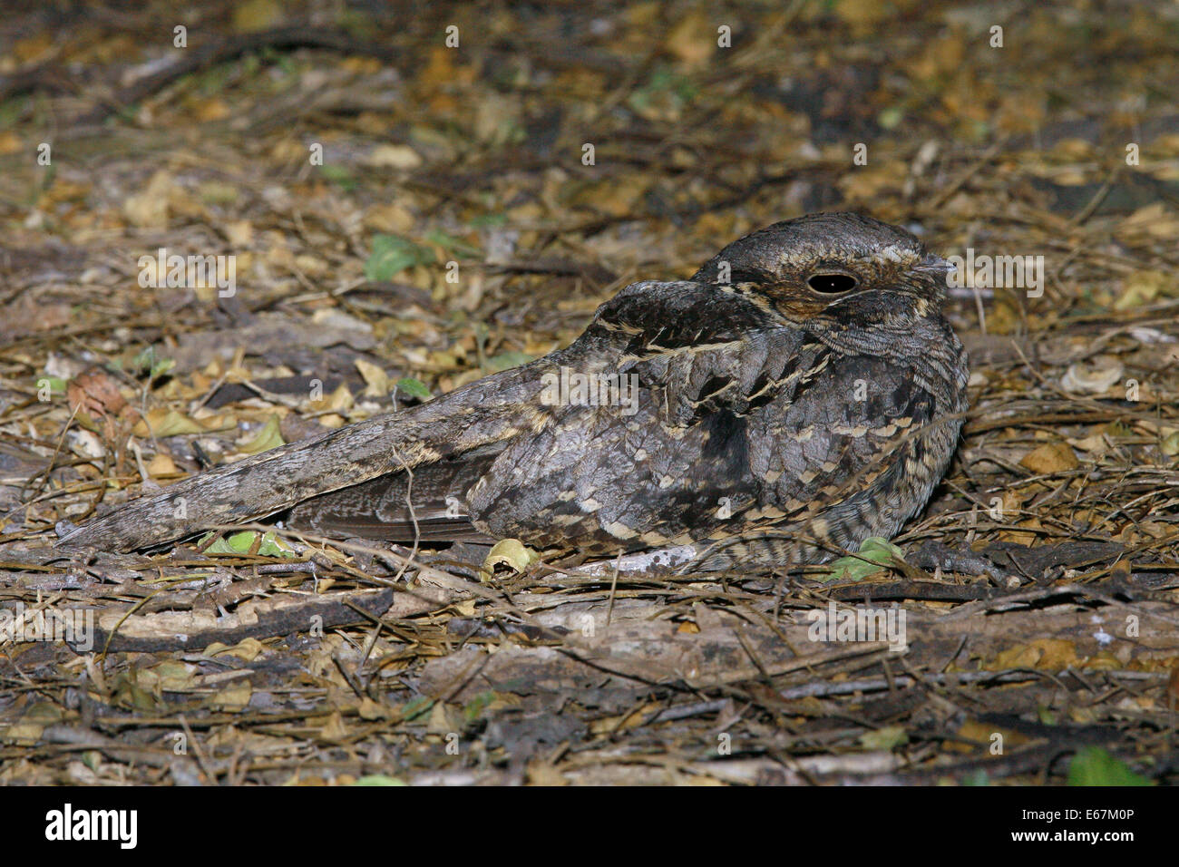 Common Pauraque - Nyctidromus albicollis Stock Photo - Alamy