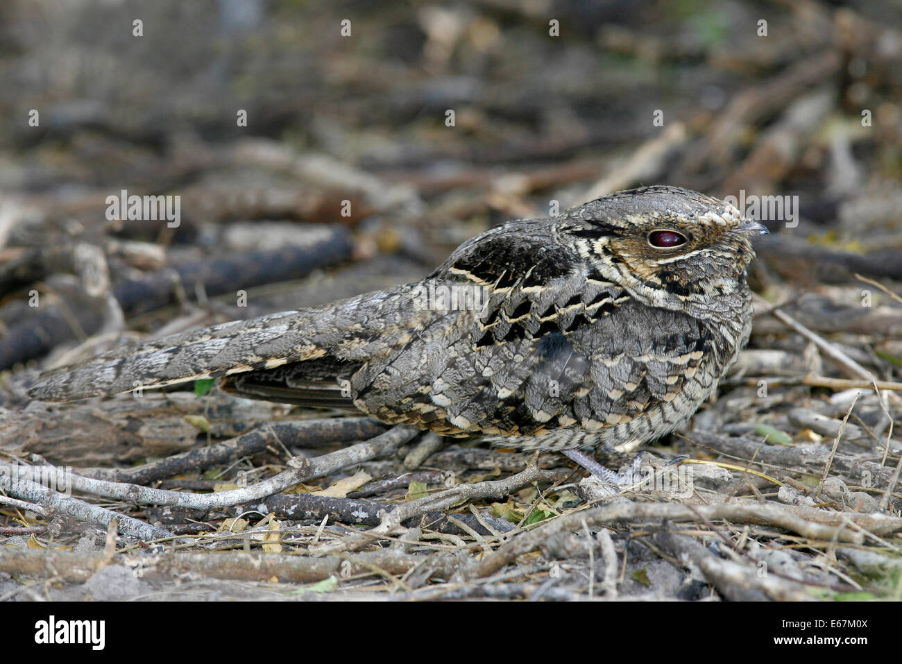 Common north american hawk hi-res stock photography and images - Alamy