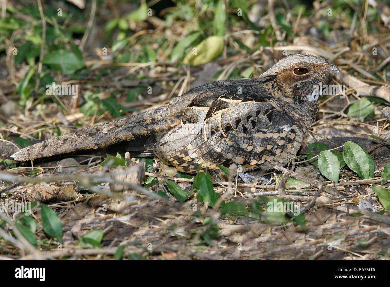 Common pauraque nyctidromus albicollis hi-res stock photography and ...