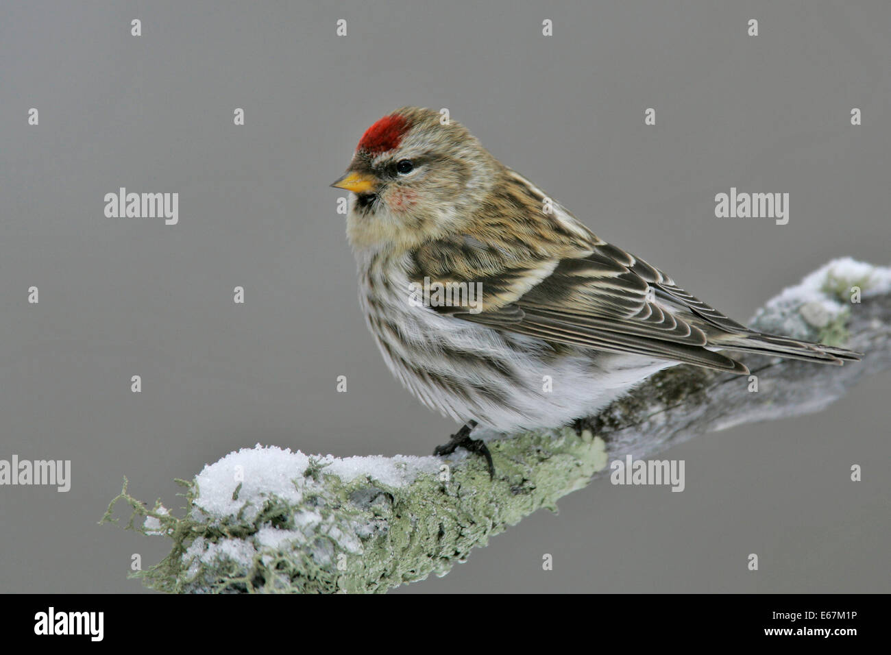 Common Redpoll - Carduelis flammea - Adult female Stock Photo - Alamy