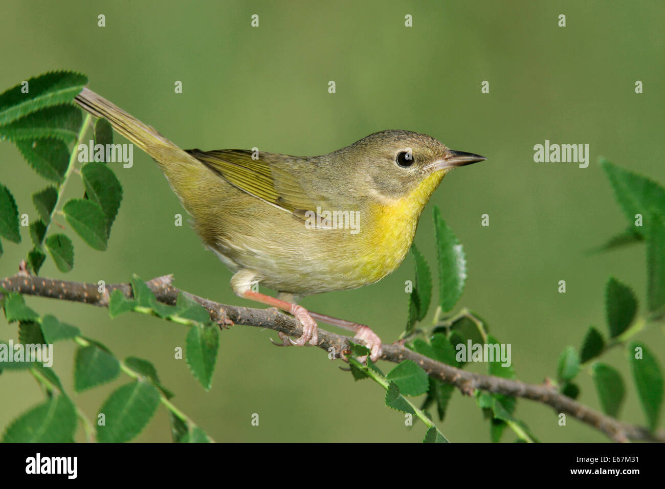 Common yellowthroat female bird hi-res stock photography and images - Alamy