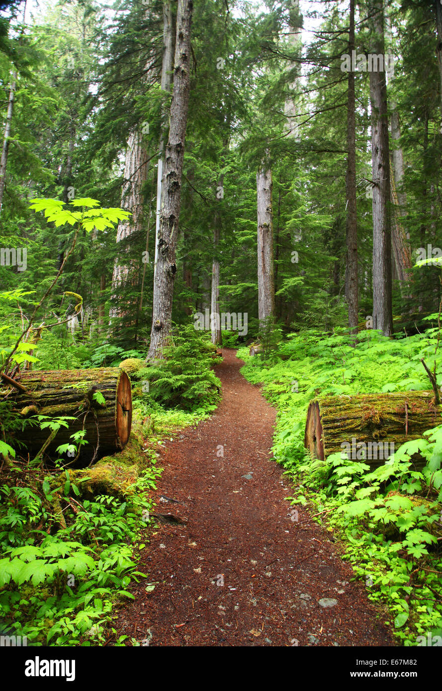 Forest trail in British Columbia Stock Photo - Alamy