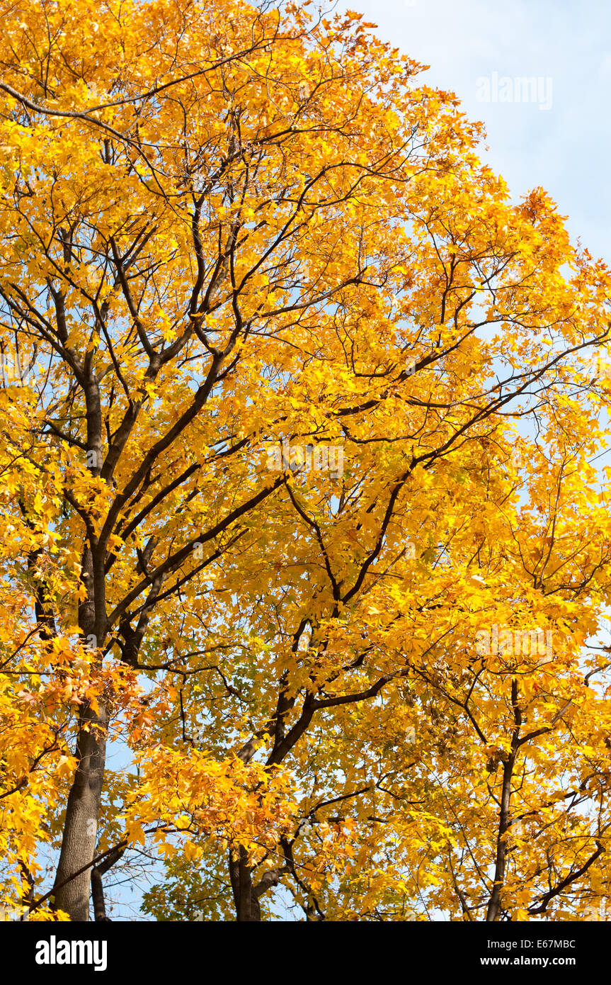 Golden leaved trees hi-res stock photography and images - Alamy