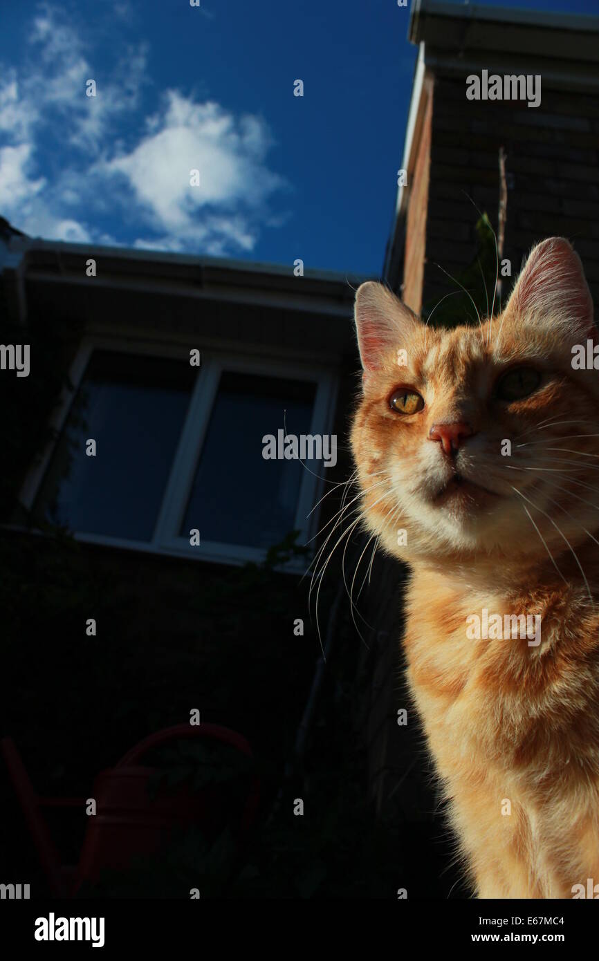 Ginger cat sat outside bungalow Stock Photo - Alamy