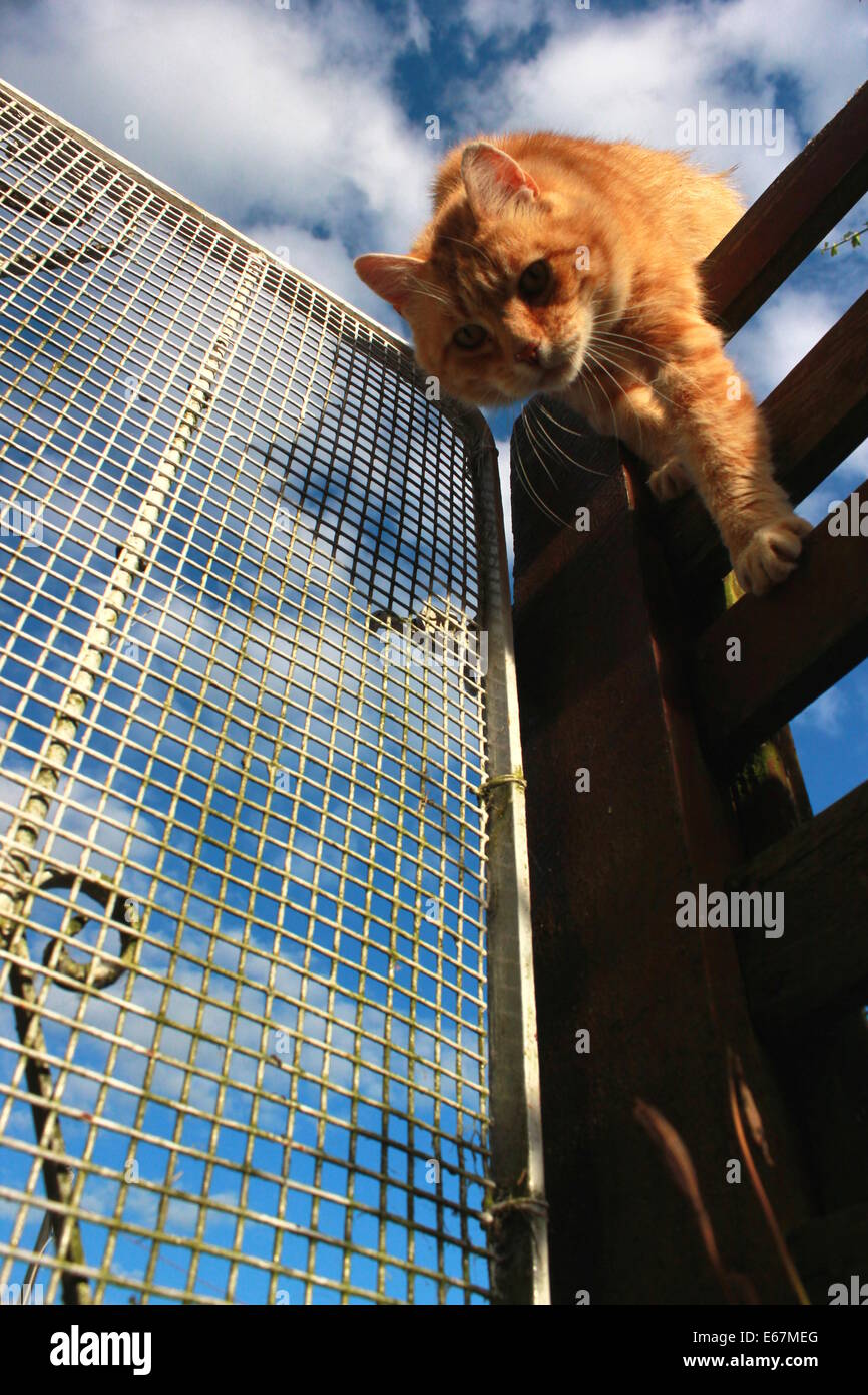 Over the fence Stock Photo - Alamy