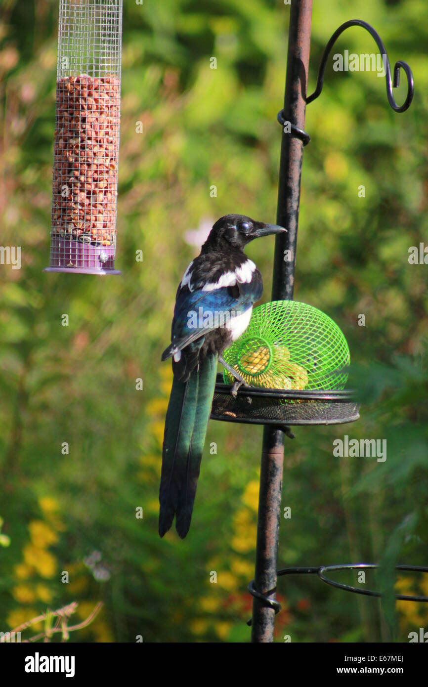One for sorrow Stock Photo - Alamy