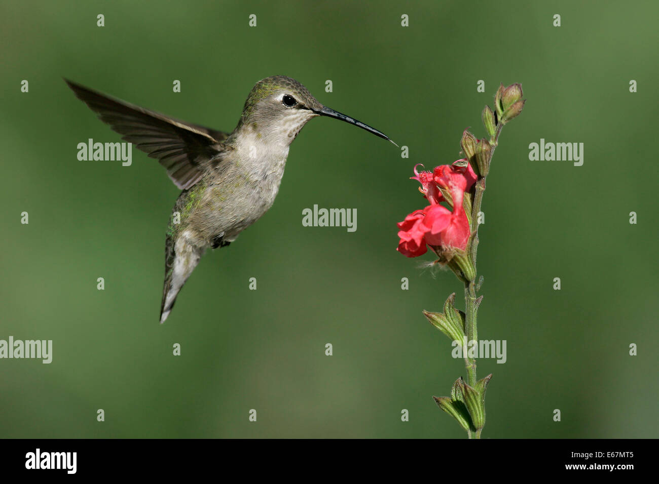 Costa's Hummingbird - Calypte costae - Adult female Stock Photo - Alamy