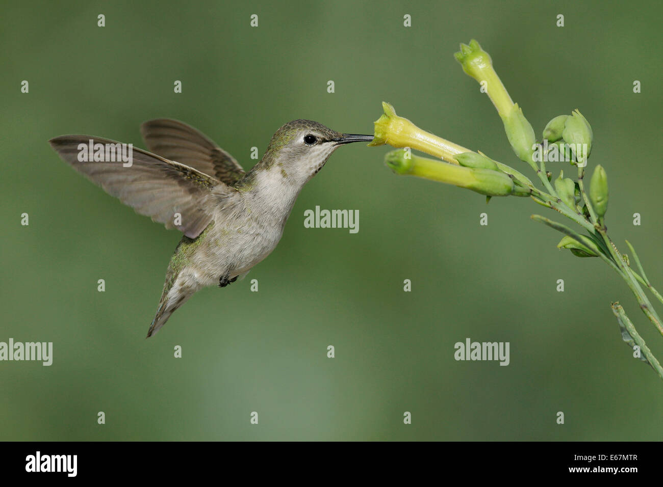 Costa's Hummingbird - Calypte costae - Adult female Stock Photo - Alamy