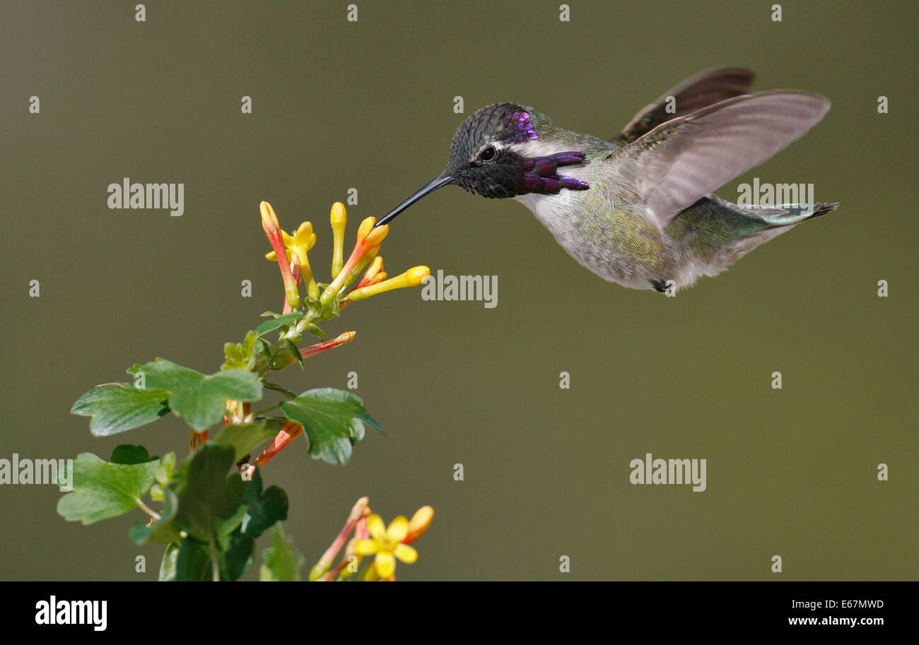 Male costas hummingbird hi-res stock photography and images - Alamy