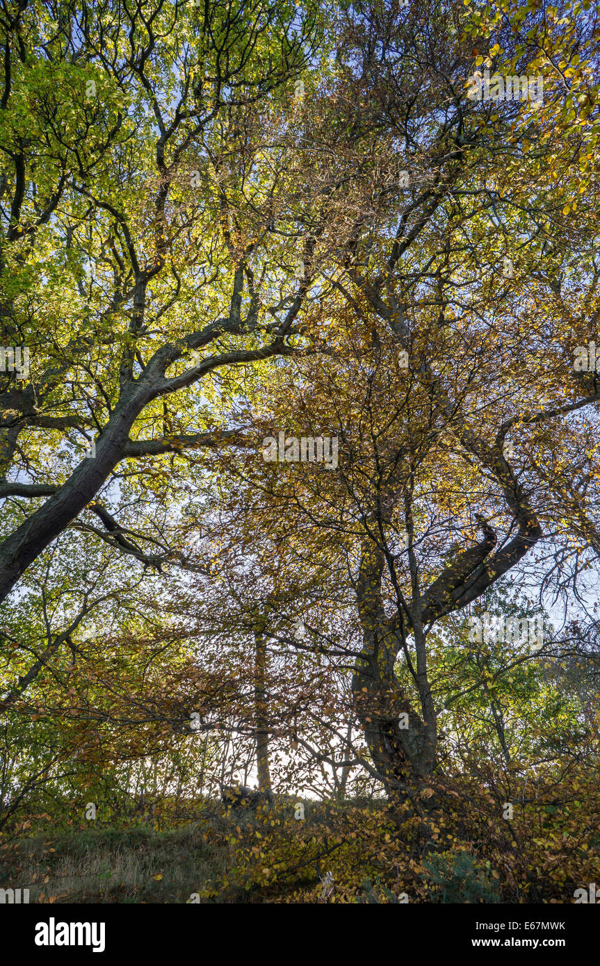 Autumn Trees on the Moray Coast in Inverness, Scotland Stock Photo - Alamy