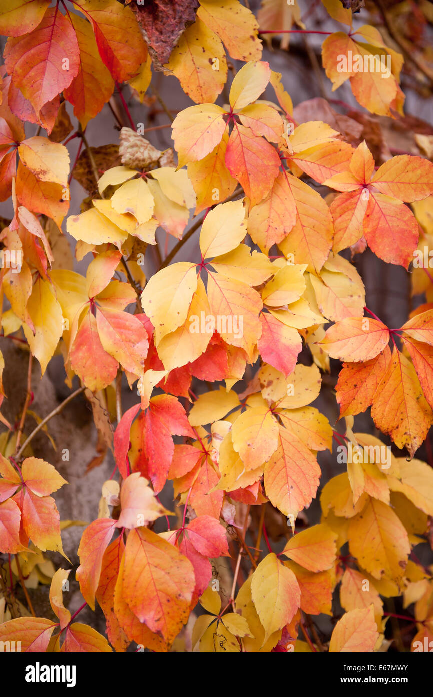 Vitaceae family plant Parthenocissus quinquefolia vine Stock Photo - Alamy