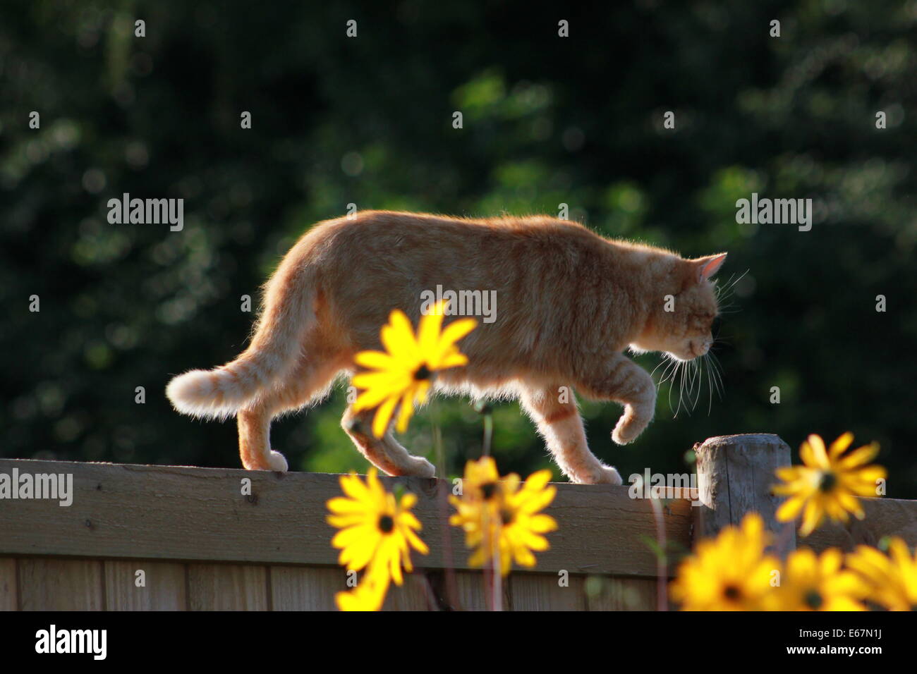 Ginger flower cat hi-res stock photography and images - Alamy