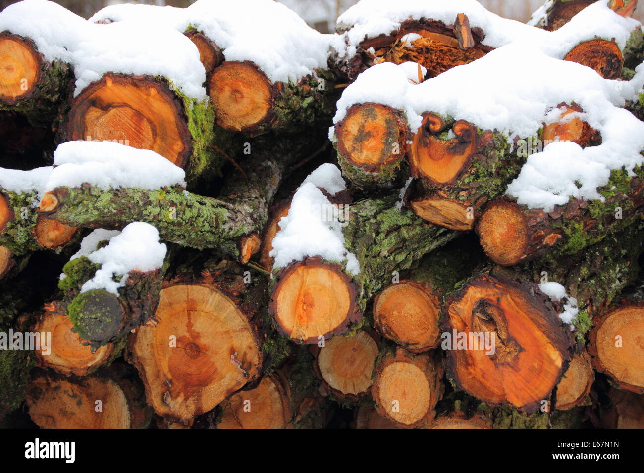 Pile of timber with snow in early winter Stock Photo - Alamy