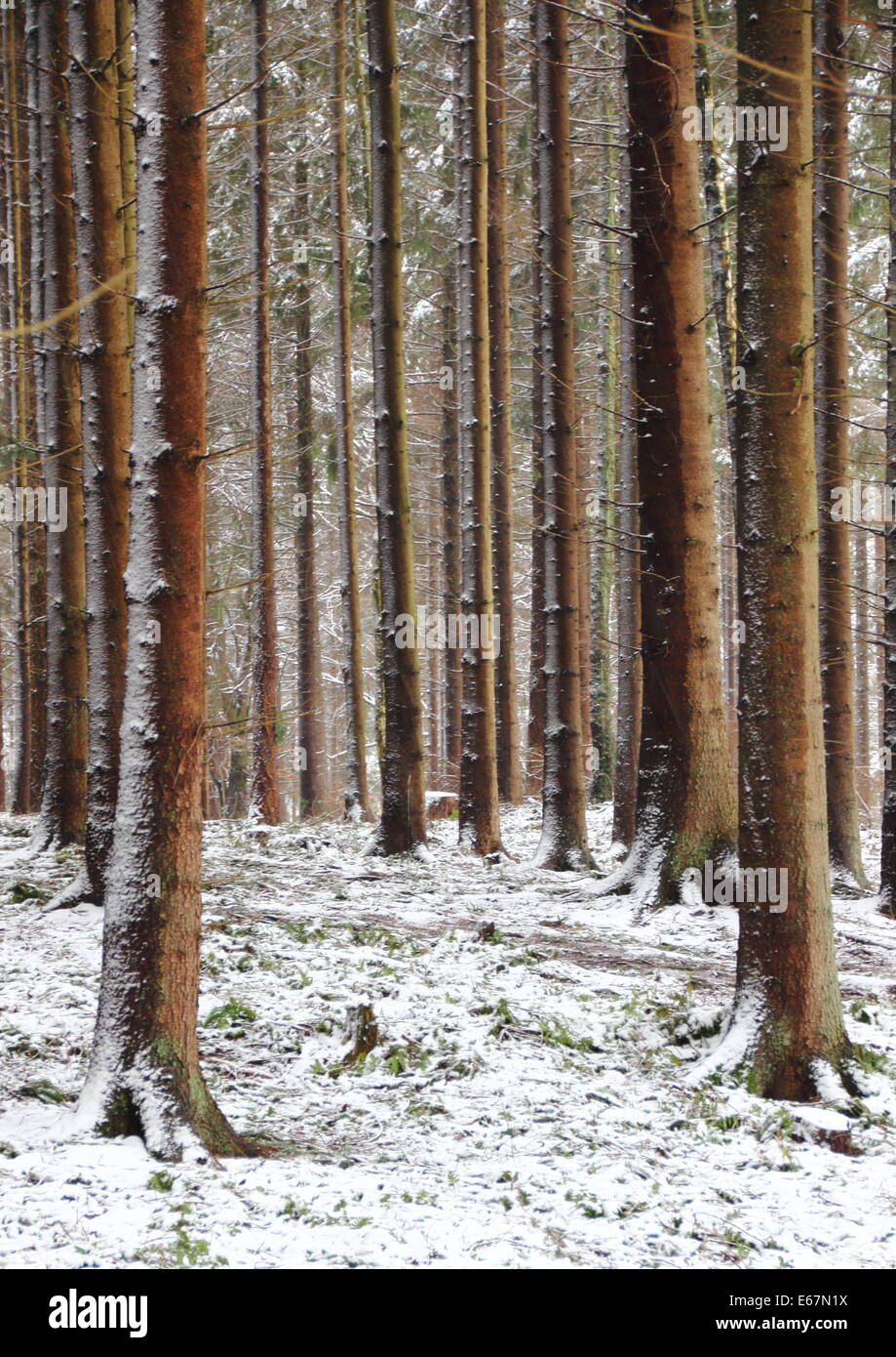 Forest with tall pine trees in winter Stock Photo - Alamy