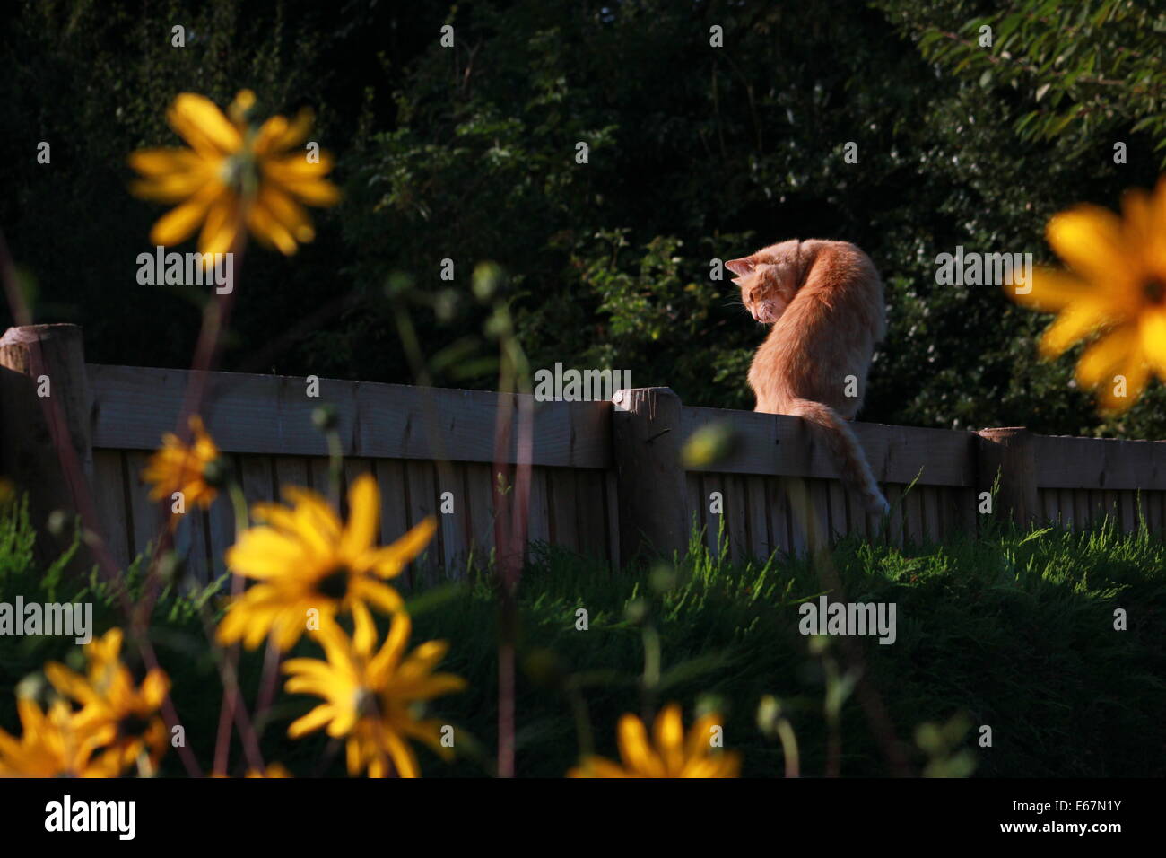 Ginger cat light dark ginger hi-res stock photography and images - Alamy