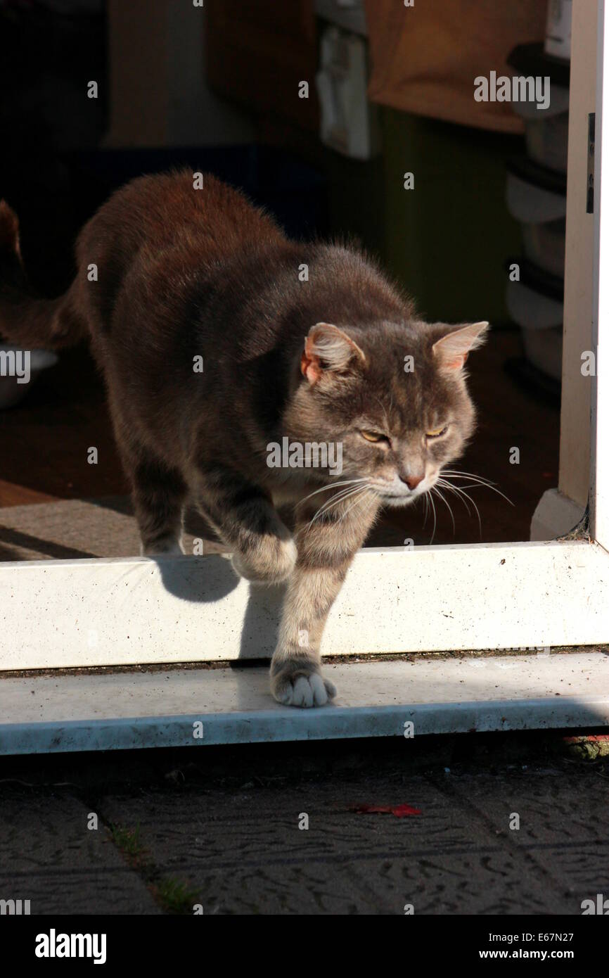 Tabby cat walking through doorway Stock Photo - Alamy