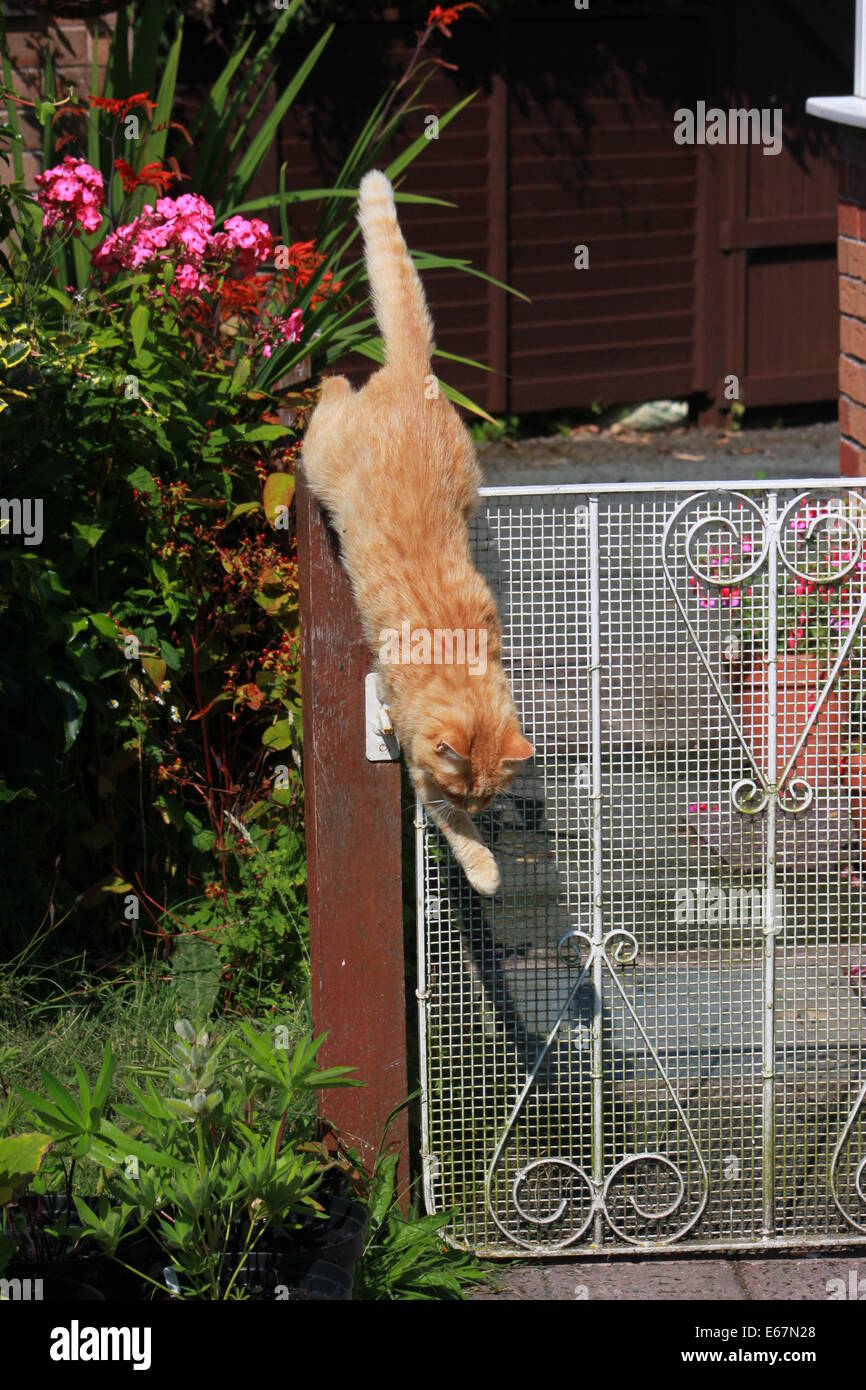 Ginger cat climbing over garden gate Stock Photo - Alamy