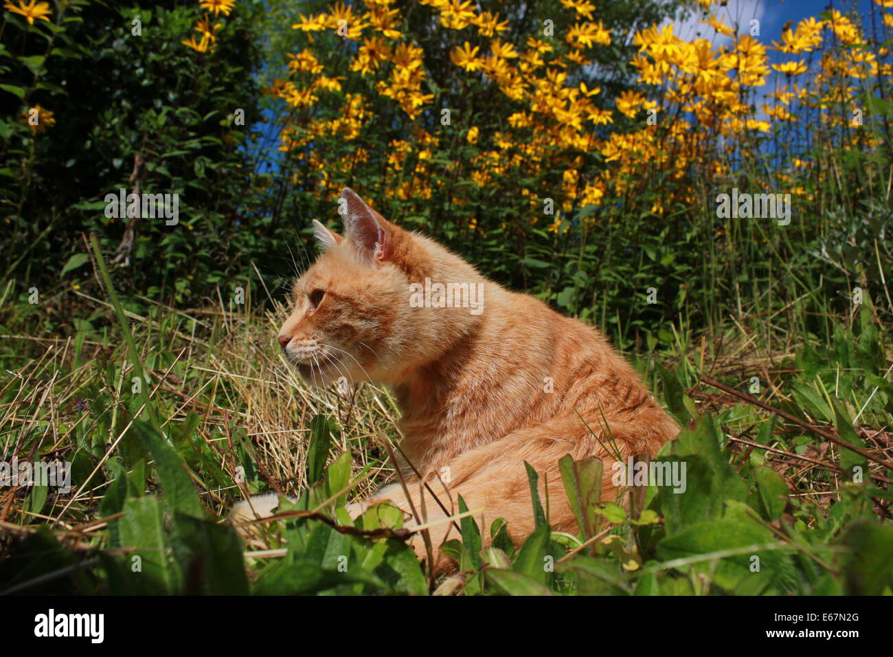 Ginger cat and yellow flowers Stock Photo - Alamy