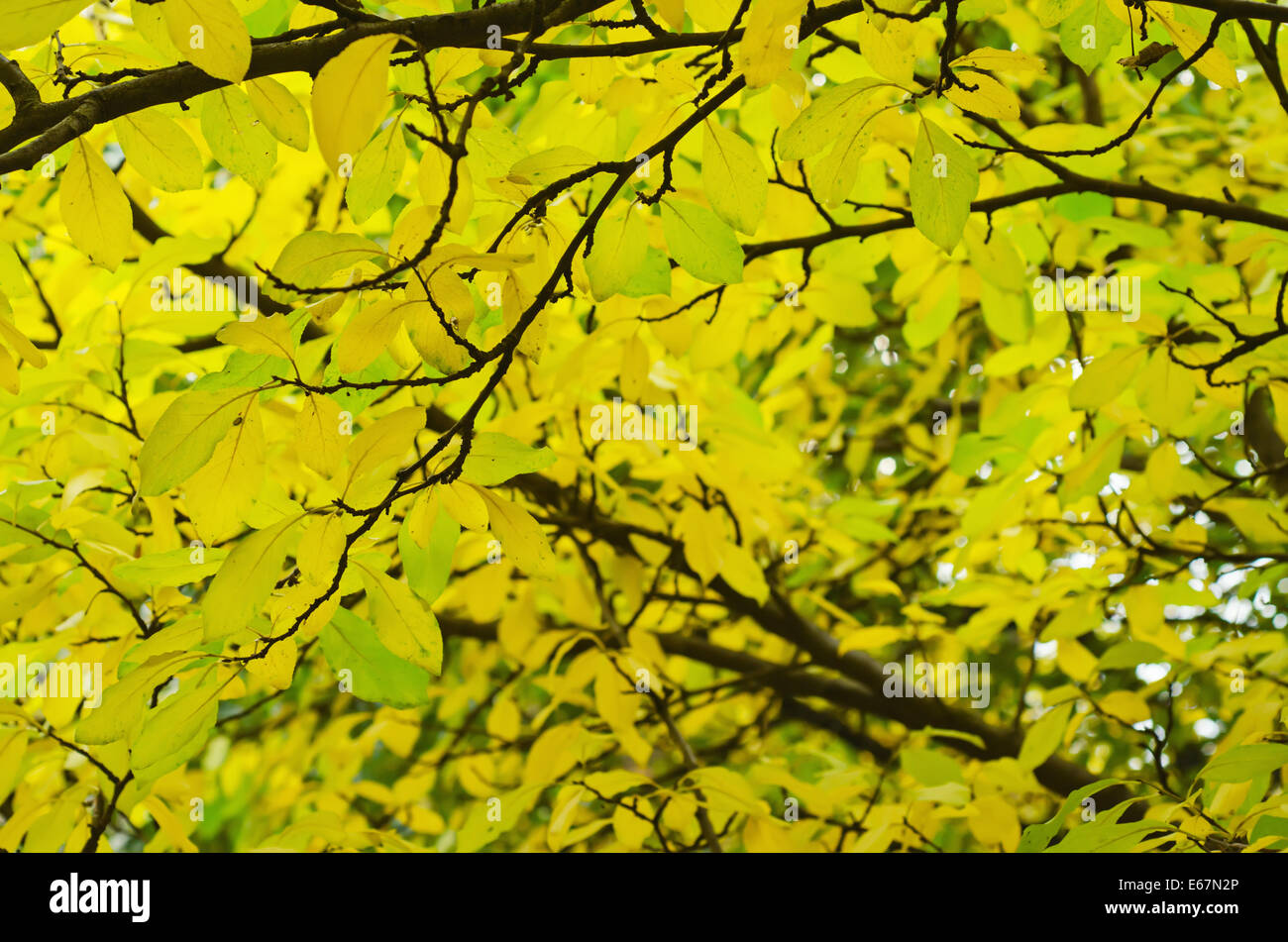 Autumn tree branch Stock Photo - Alamy