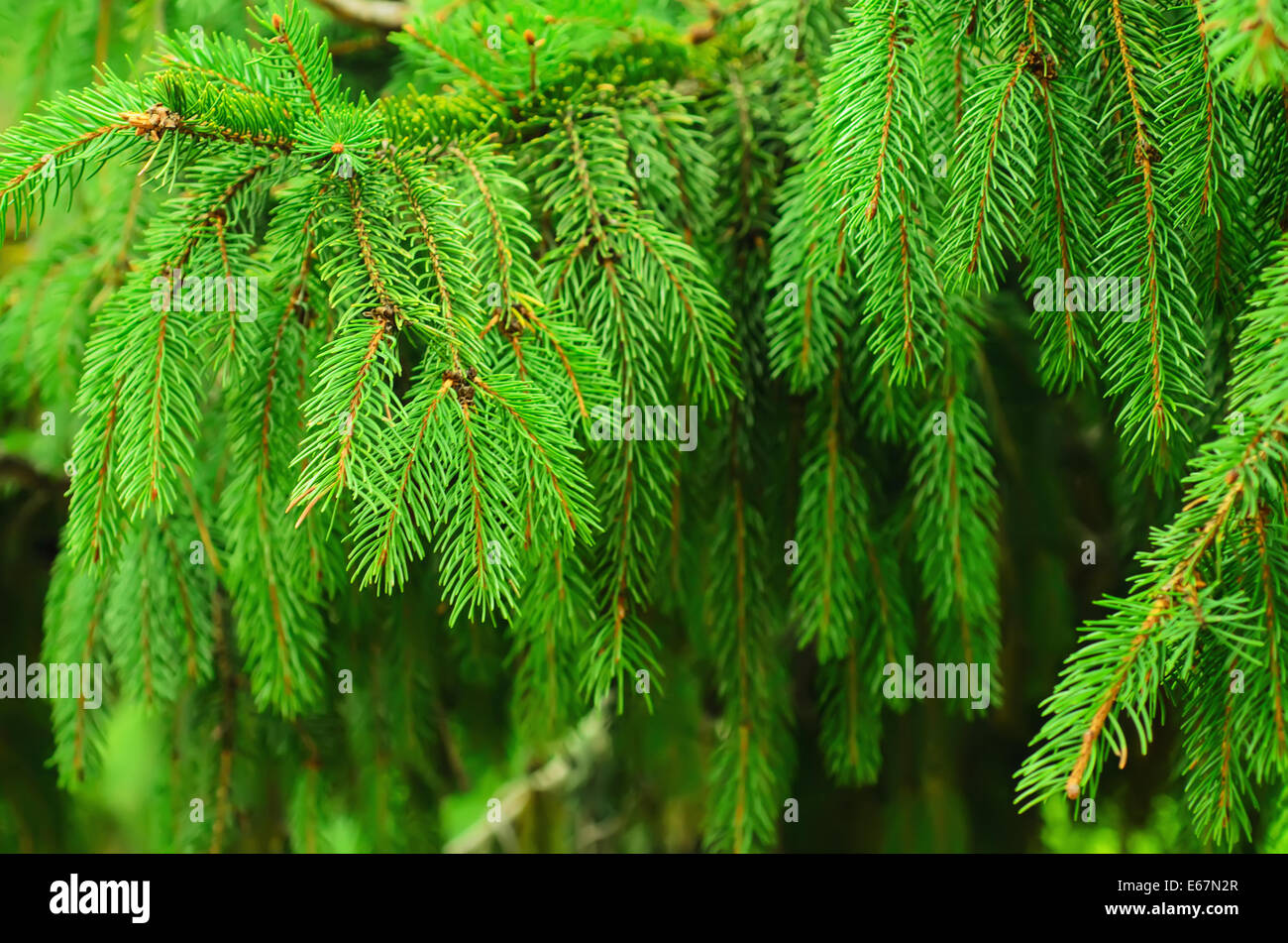 fir tree background Stock Photo - Alamy