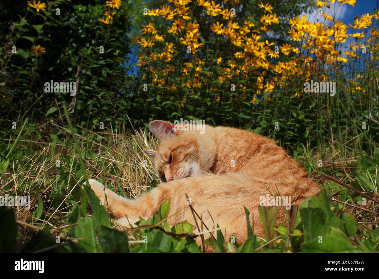 Ginger cat and yellow flowers Stock Photo - Alamy