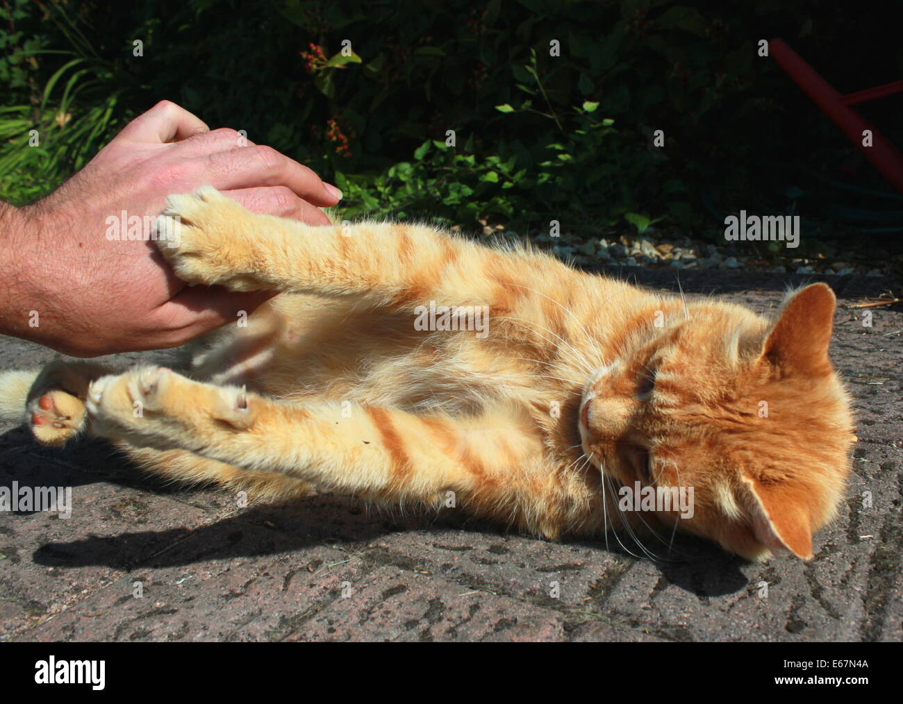 Ginger cat clawing owner's hand Stock Photo - Alamy