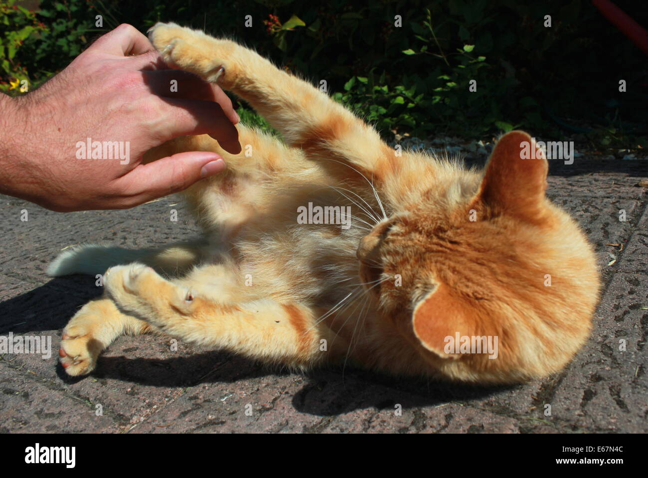 Ginger cat clawing owner's hand Stock Photo - Alamy