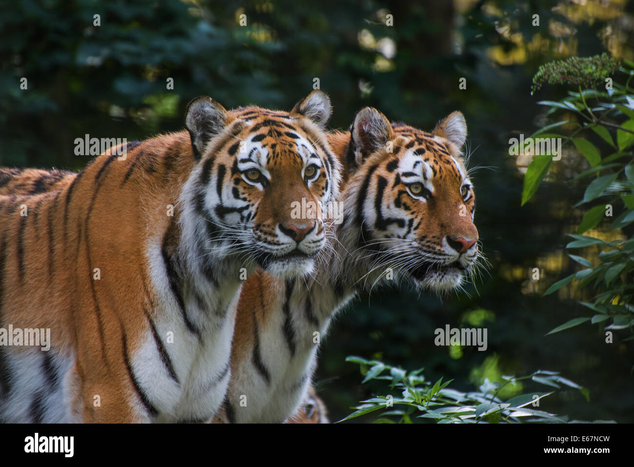 Endangered Bengal tiger is captivity Stock Photo - Alamy