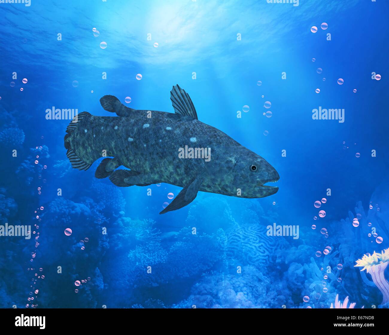 Latimeria / Latimeria Stock Photo - Alamy