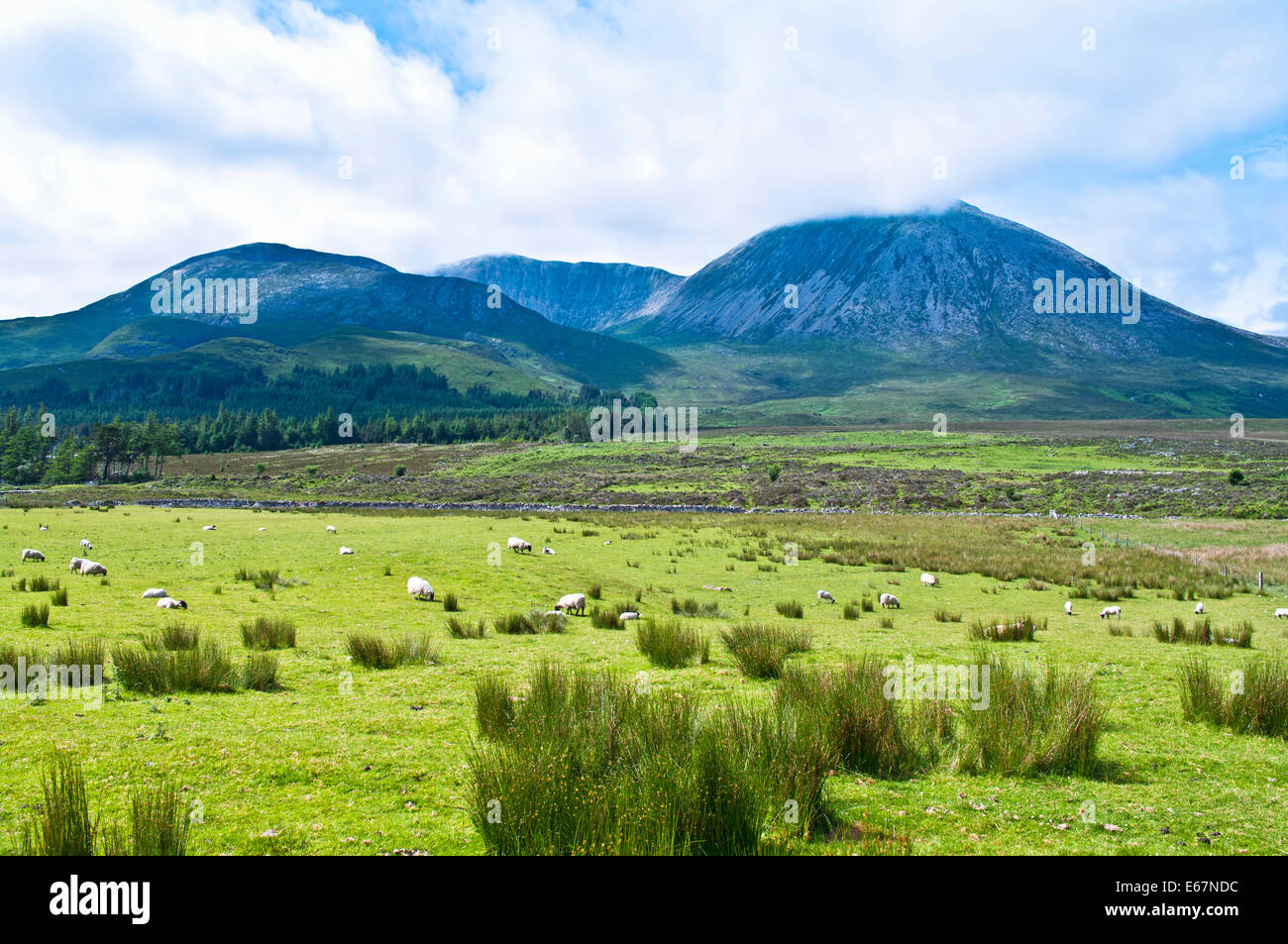 Sheep and lambs grazing on marshy pasture at the base of Beinn na ...