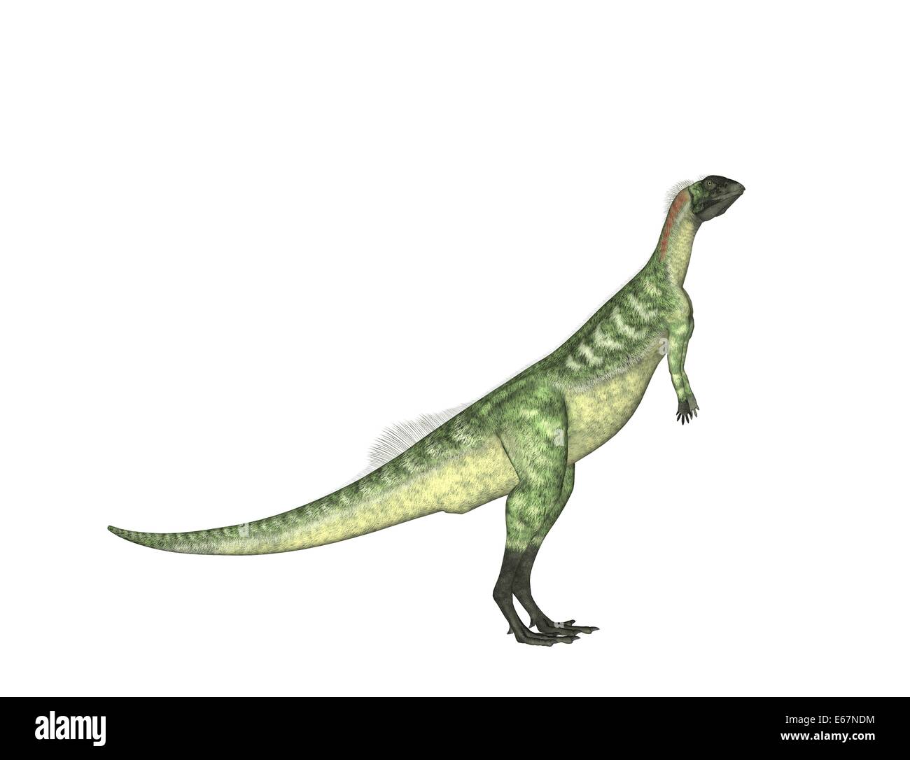 Dinosaurier Lesothosaurus / dinosaur Lesothosaurus Stock Photo - Alamy