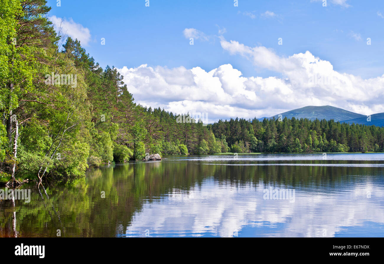 Rspb abernethy forest national nature reserve hi-res stock photography ...