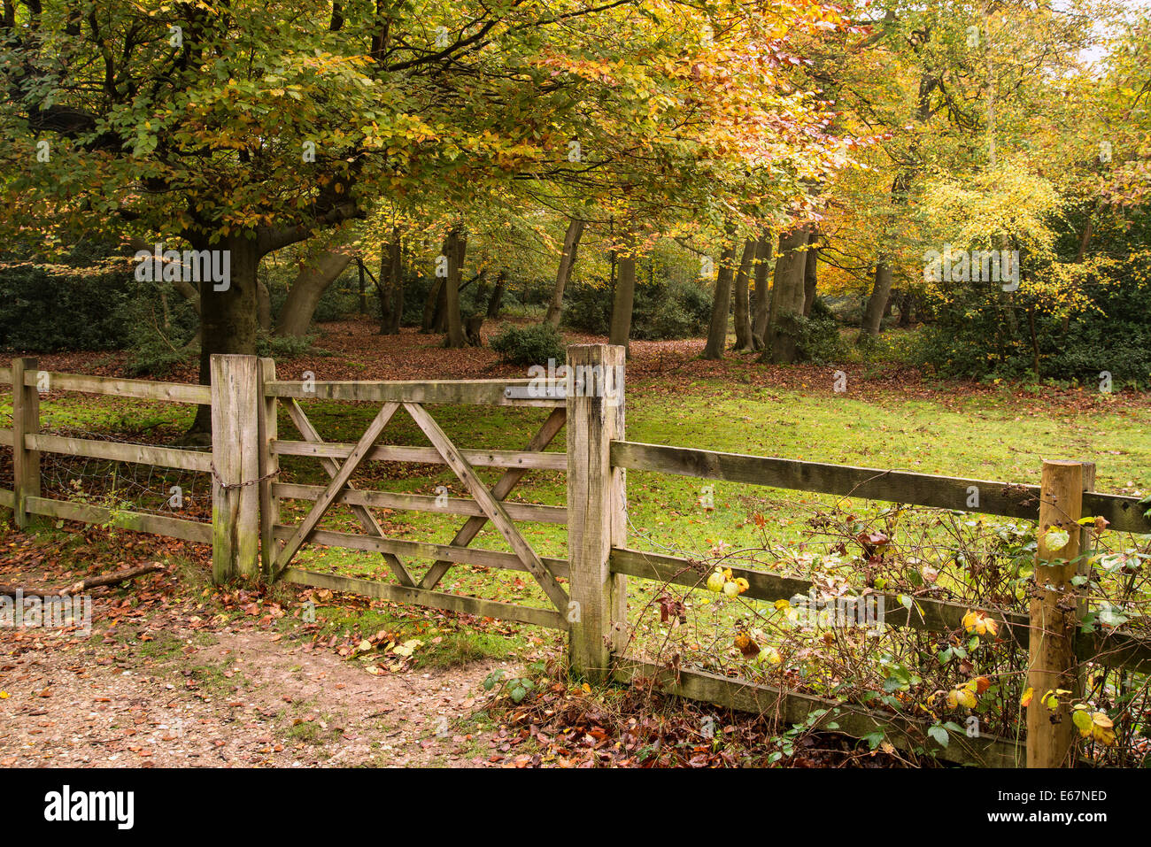 Beautiful vibrant Autumn Fall colors in forest landscape Stock Photo ...