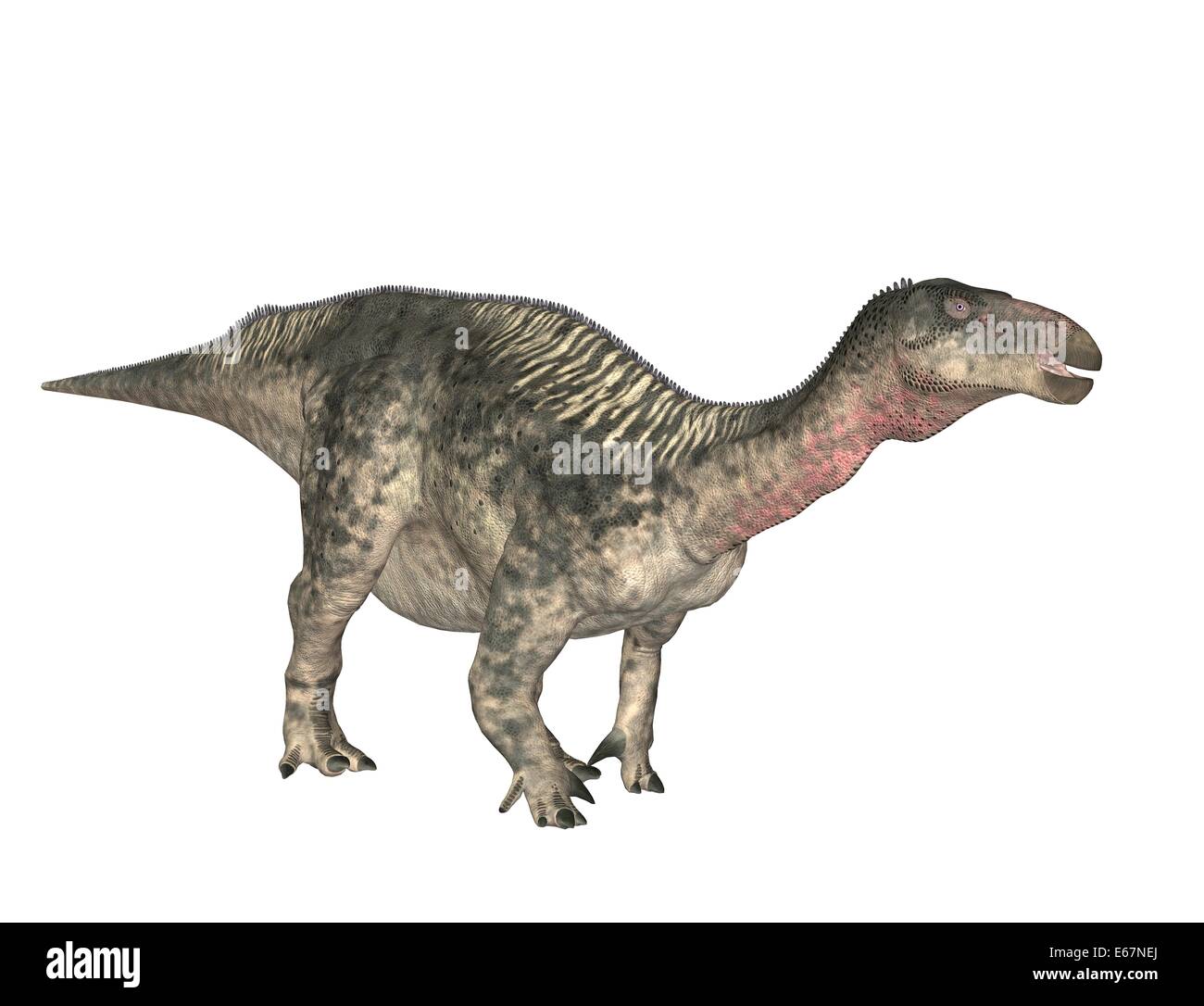 Lurdusaurus hi-res stock photography and images - Alamy