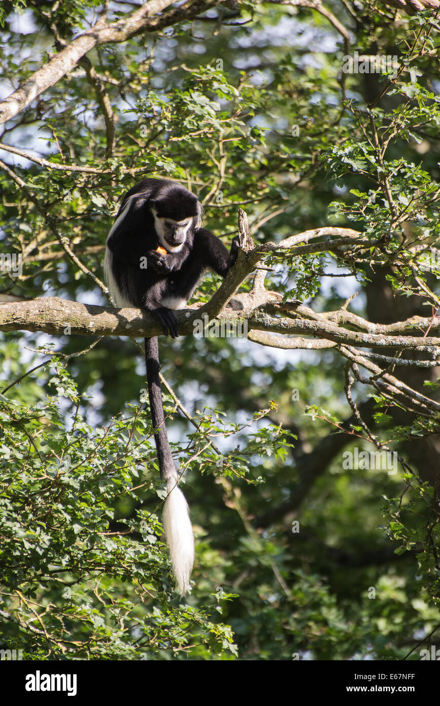 De brazza hi-res stock photography and images - Alamy