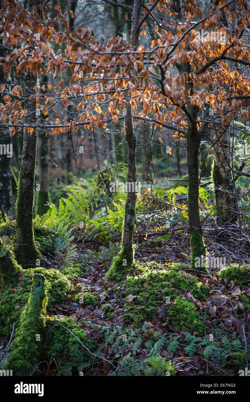 Kilsture forest galloway hi-res stock photography and images - Alamy