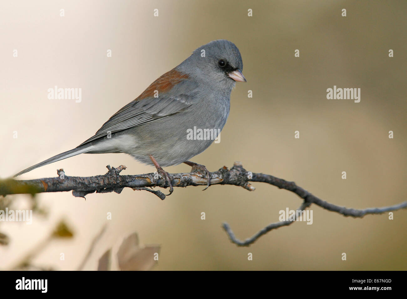 Dark-eyed Junco - Junco hyemalis (Gray-headed race Stock Photo - Alamy