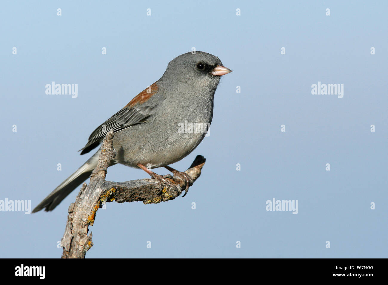 Dark-eyed Junco - Junco hyemalis (Gray-headed race Stock Photo - Alamy